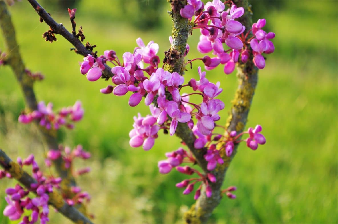 Eigenzinnige solitaire bomen en heesters - Boomschot