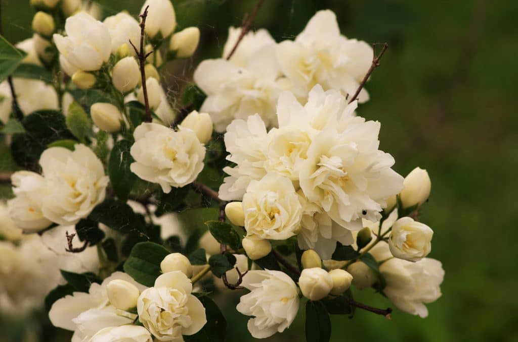Eigenzinnige solitaire bomen en heesters - Boomschot